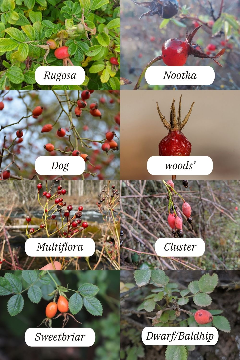 Pacific Northwest Wild Rose Visual Identification Guide